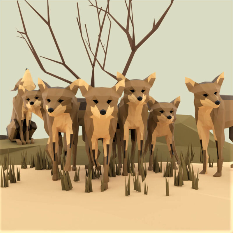 [3D] Low Poly Coyote ⋆ Studio Ochi